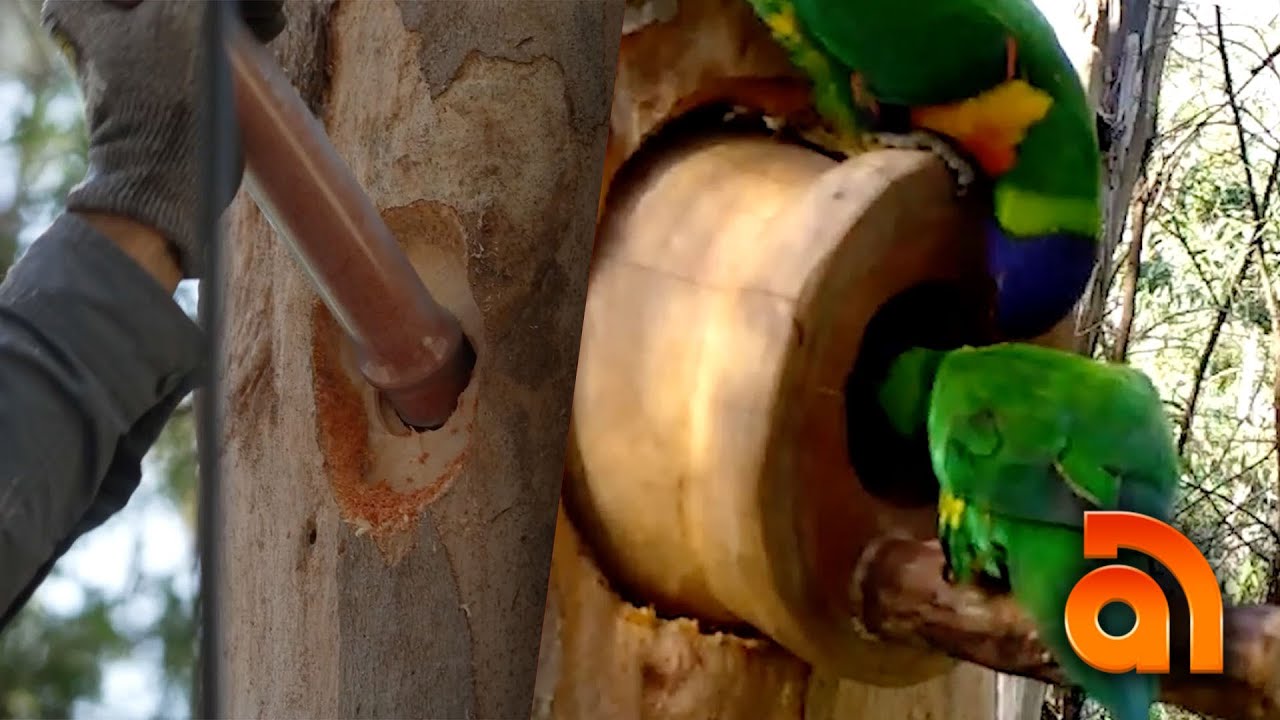 The world-first Aussie invention helping displaced wildlife - YouTube