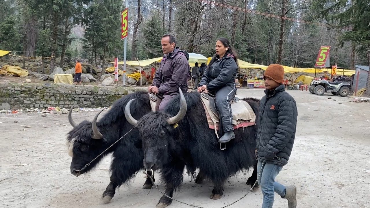 Saw Yak for the first time in Manali - YouTube