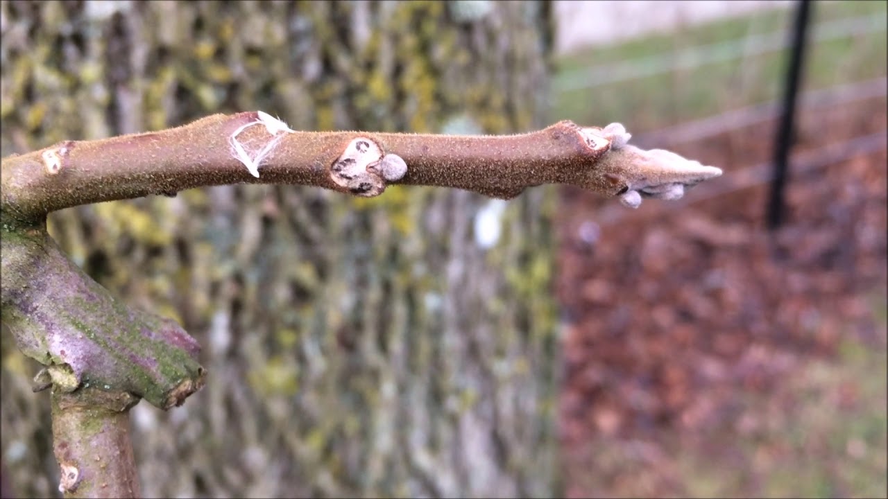 Black walnut (Juglans nigra) - branch & buds - January 2018 - YouTube