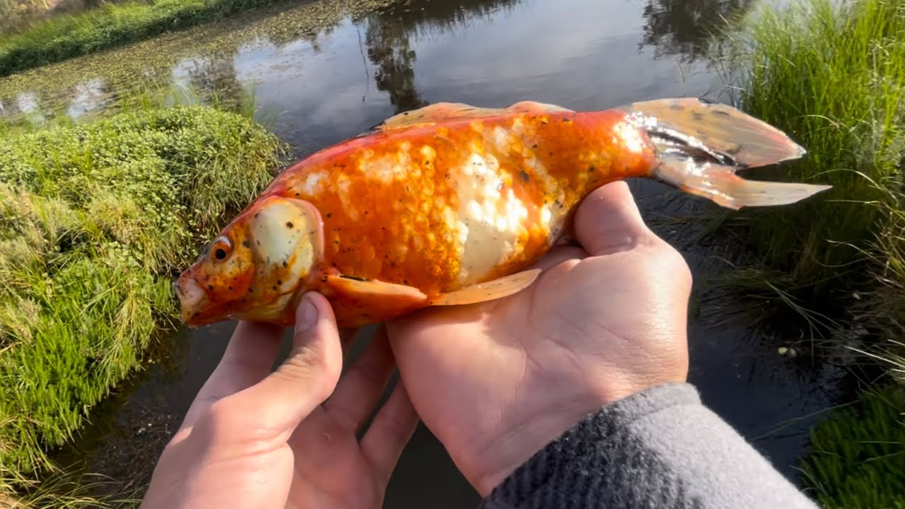 Catching MASSIVE Goldfish From a Creek - YouTube