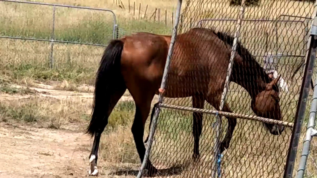 Kerranna Bungarra paddock movie 2017 12 17 - YouTube