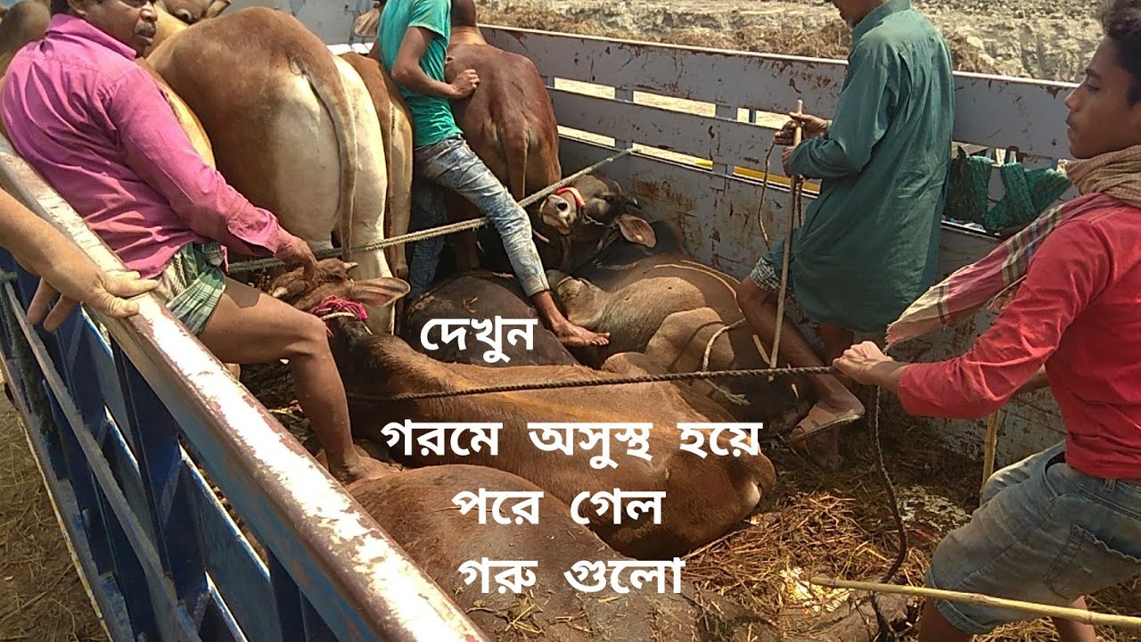 223 | Unloading | Sick Bulls Fall Down | Village Haat (03-17 ...