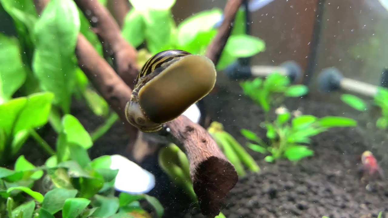Zebra Snail - YouTube