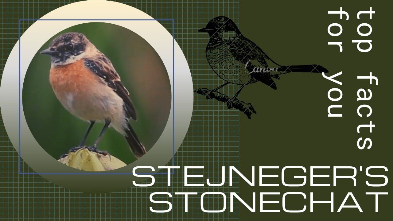 Stejneger's stonechat facts - YouTube