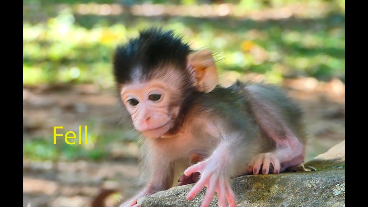 Oh! The lovely baby monkey fell from a stone while playing with other ...