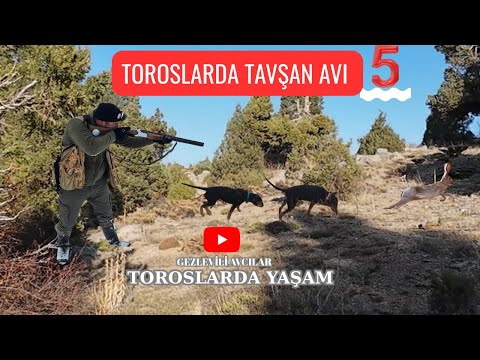 TOROSLARDA TAVŞAN AVI-5 (KÖPEĞİN ÖNÜNDEN FIRLAYAN TAVŞAN) Охота на кроликов,صيد الأرانب,