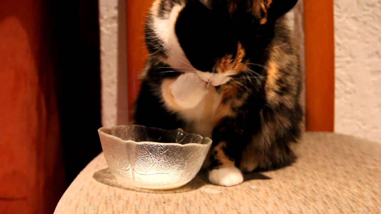 Cute cat drinking milk with paw - YouTube