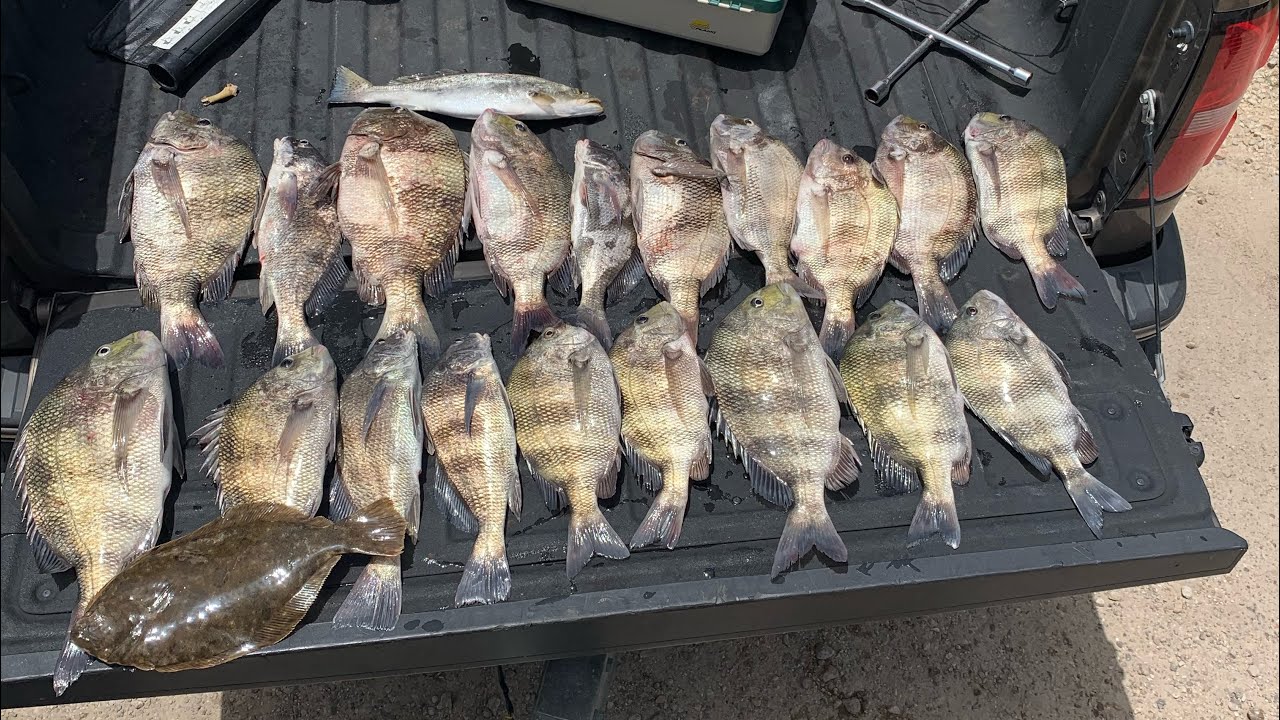 Sheepshead on Popping Cork Kemah TX - YouTube