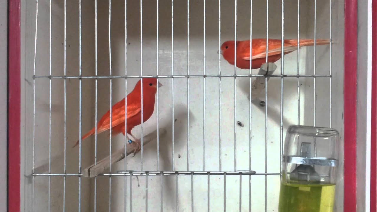 canary fight - YouTube