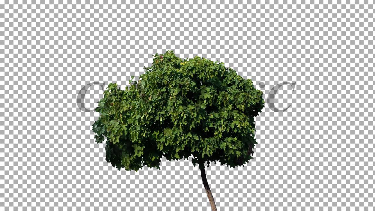 Real Tree Isolated On The Wind 36 - YouTube