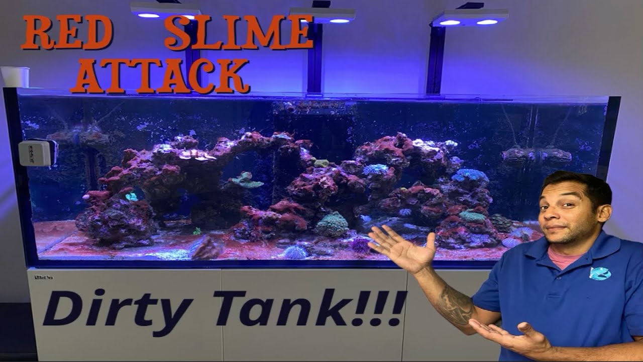Red slime/ Cyanobacteria in saltwater aquarium. - YouTube