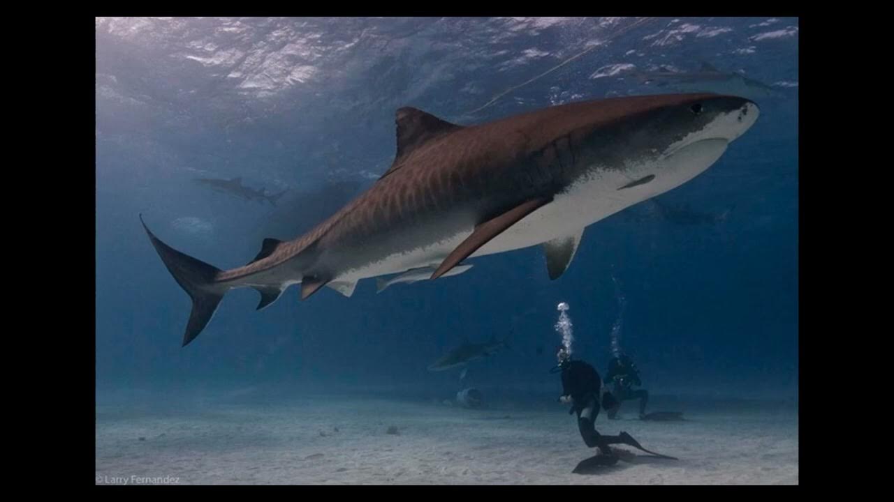 Dive into the Ocean by Linda Moroz - YouTube