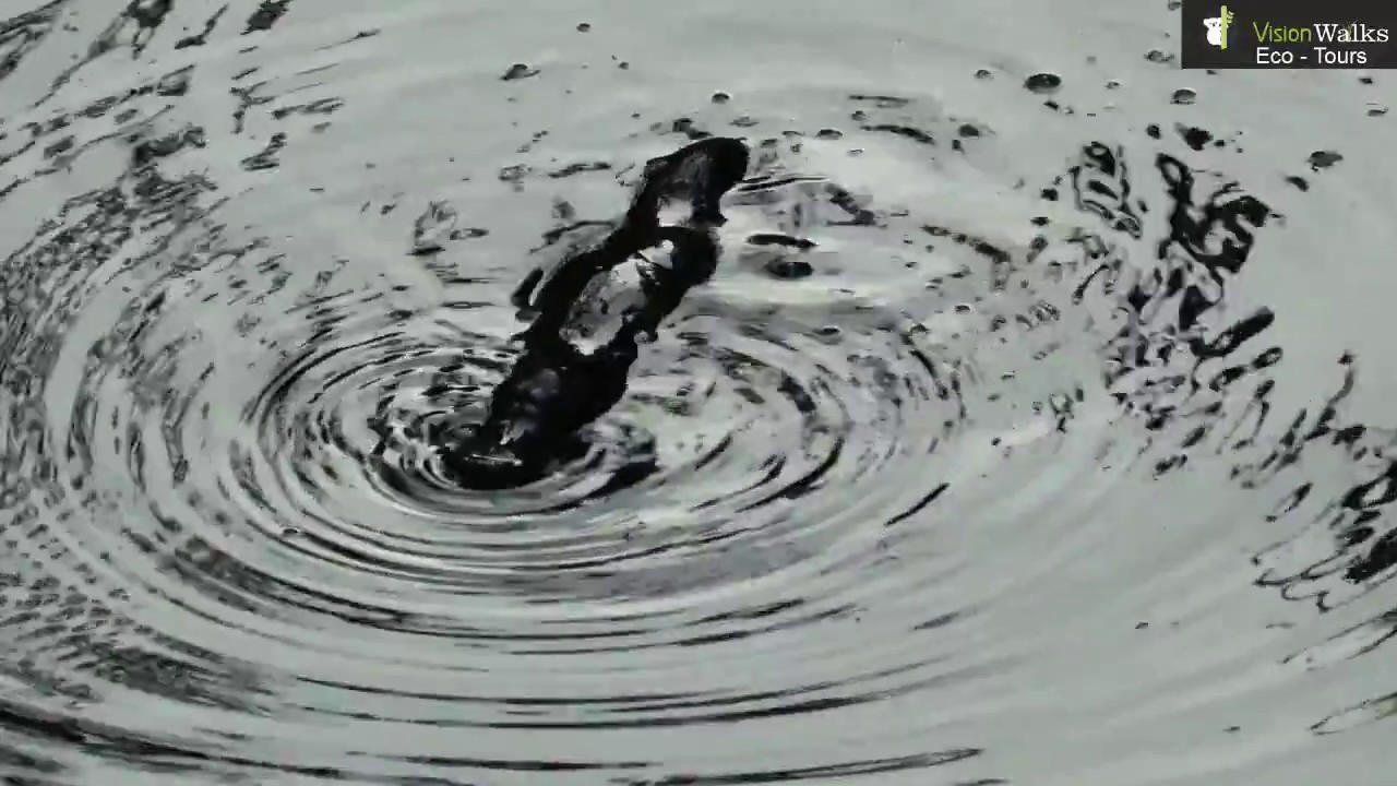 Platypus playing in a pond - YouTube