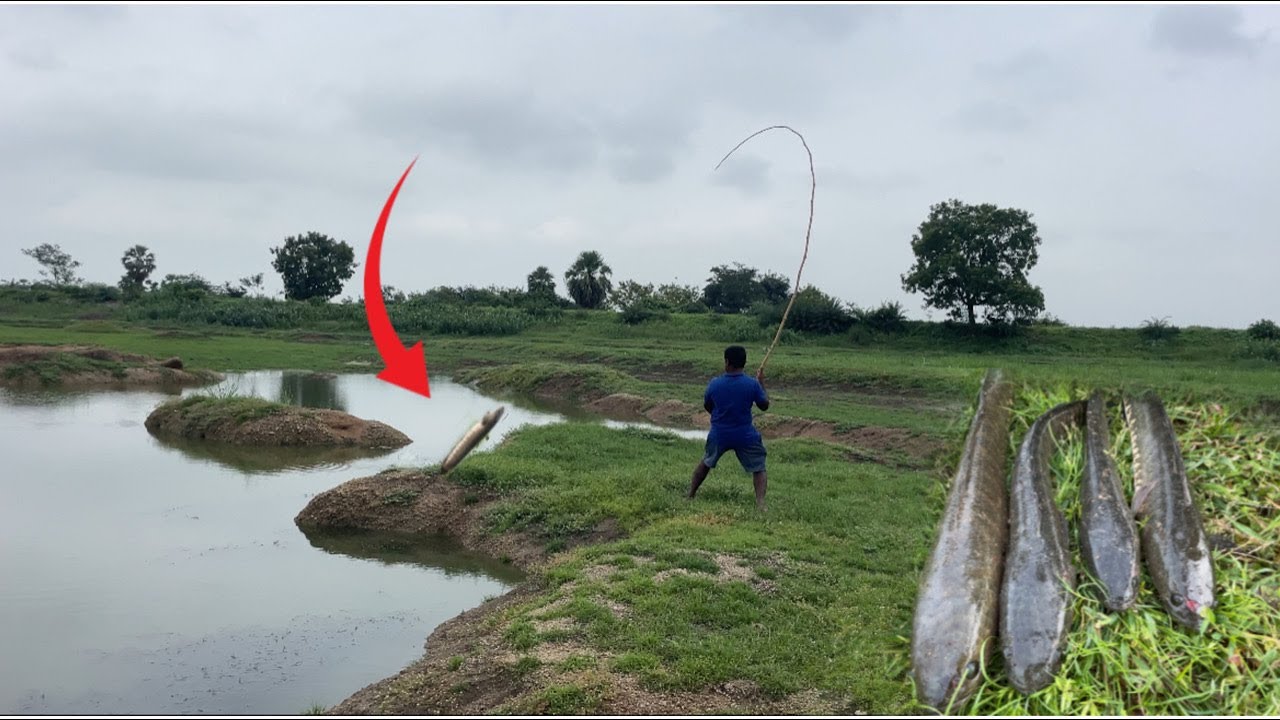 How To Catch Snakehead Fish Tips and Tricks మస్త్ రోజుల తరువాత గట్టే ...