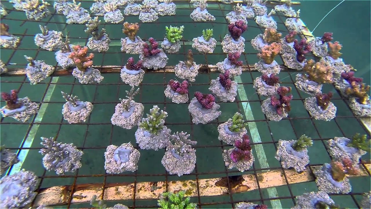 RVS ☆☆☆☆ Maricultured Coral Farm - YouTube