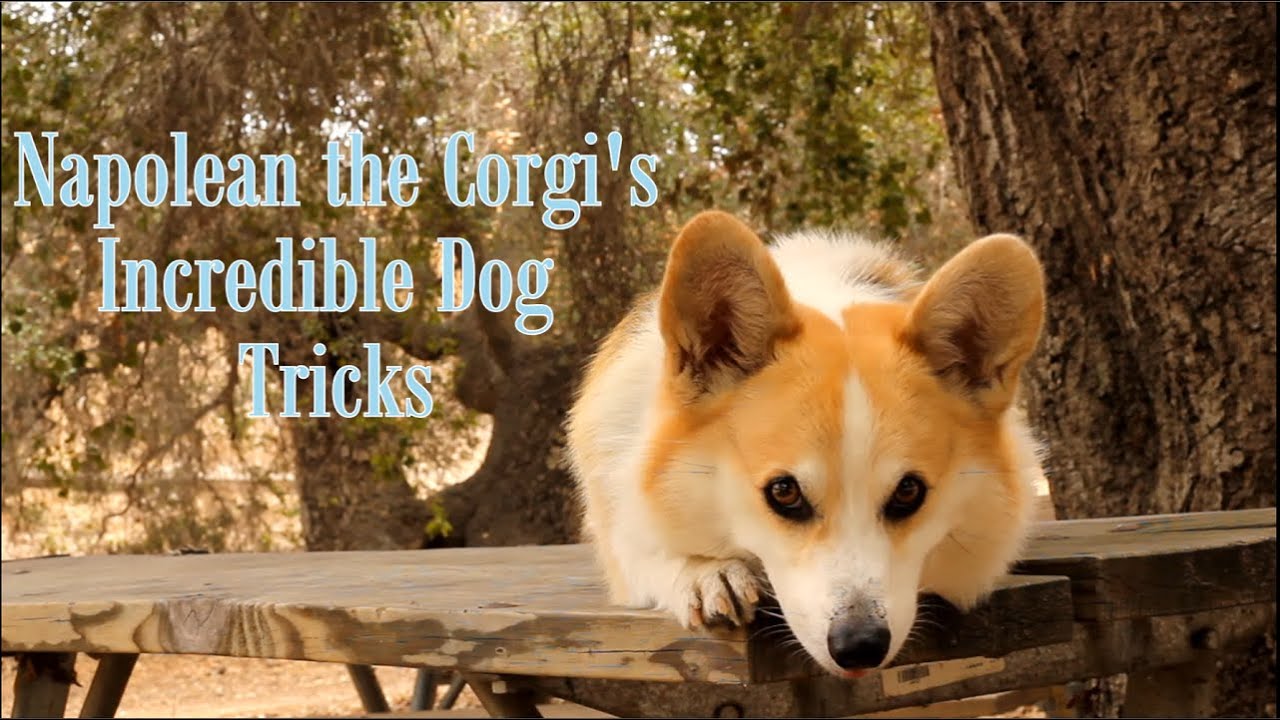 INCREDIBLE DOG TRICKS Performed by Napolean the Corgi - YouTube