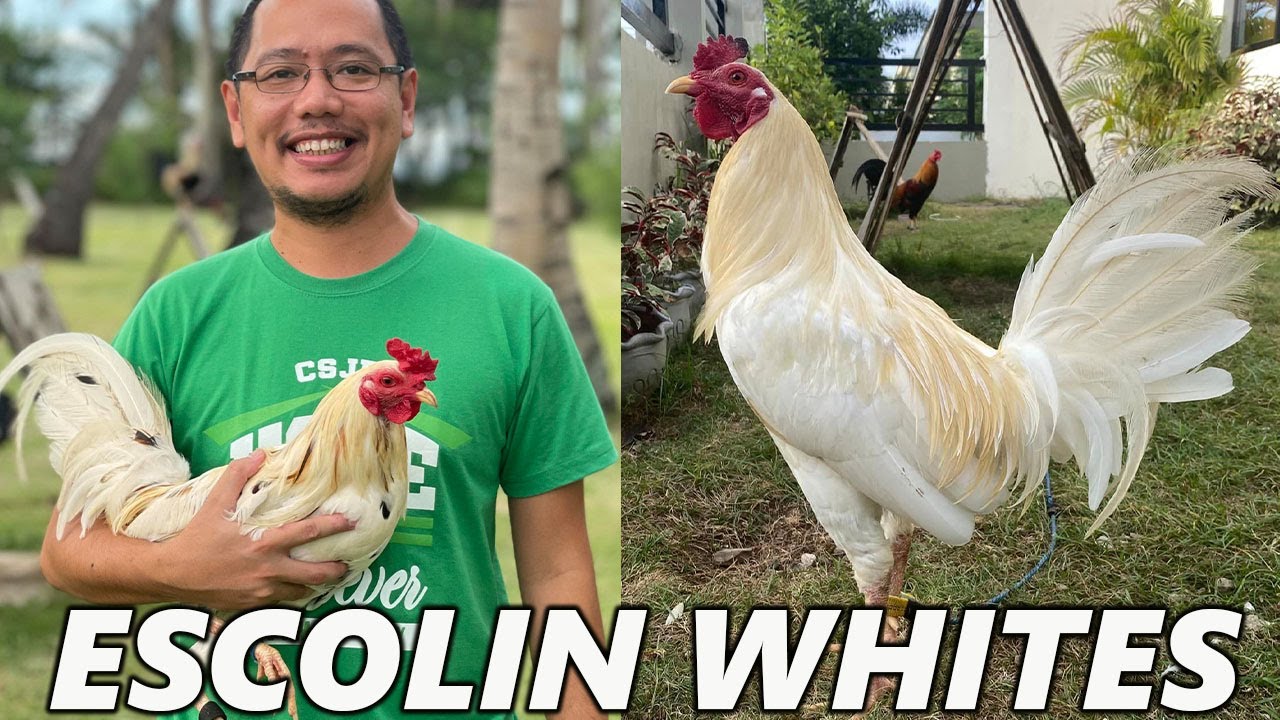 Escolin Whites Boston Sweater JCJ FARM Juan Bidiones - Beautiful Birds ...