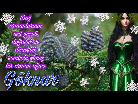 Göknar - Abies