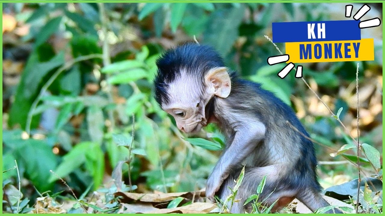 Cute baby Monkeys , Her face so cute , and lovely Monkeys , she always ...