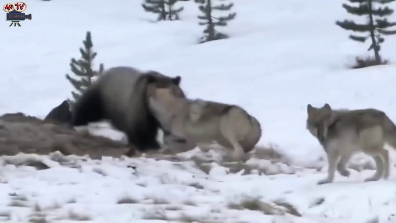 Bears attacking wolves - YouTube