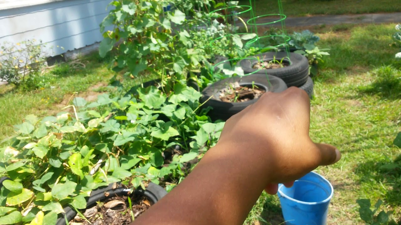 Garden Tips | When to pull out plants and why - YouTube