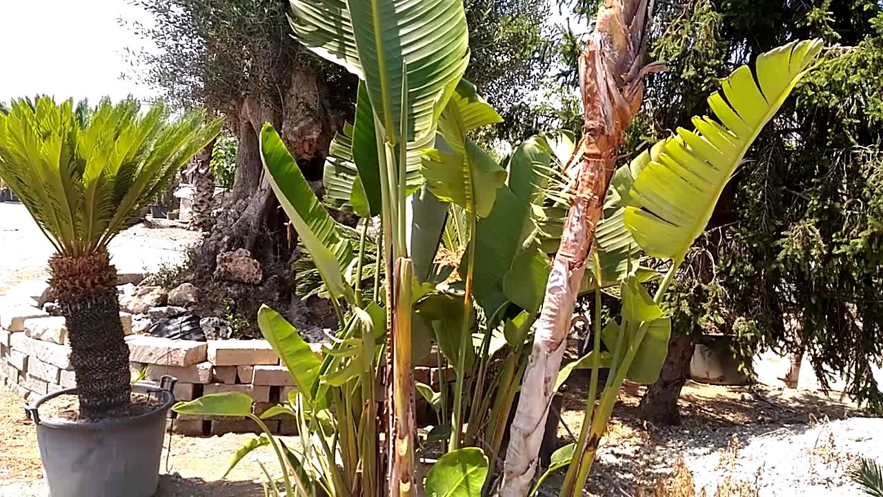 Il banano - YouTube