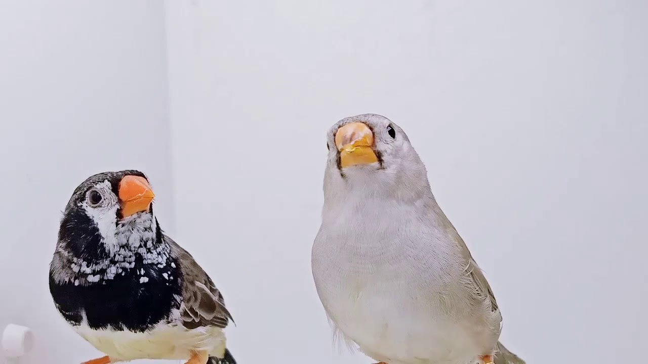 2B BCBB male an 3B BFBB/BC female zebra Finches - YouTube