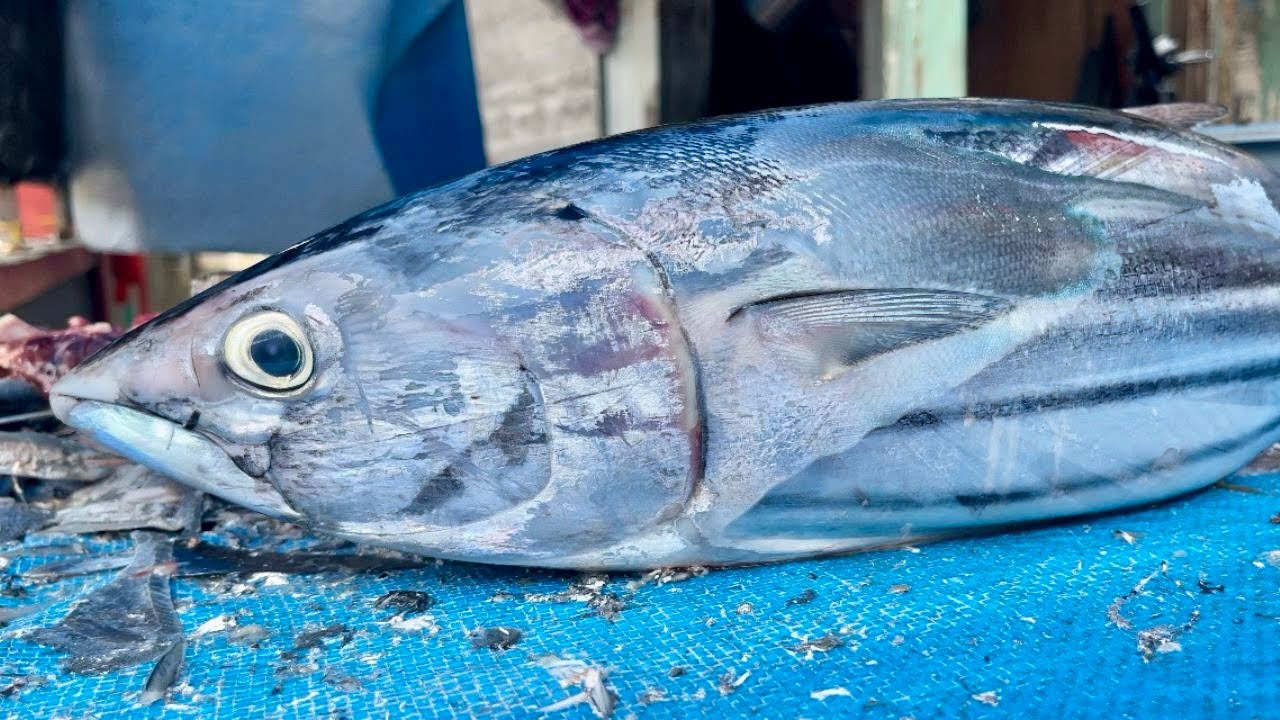 A professional Cleaning & Cutting TUNA Very Fluent - YouTube
