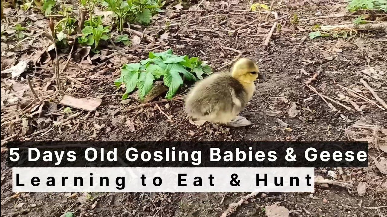 5 Days Old Gosling Babies Geese Learn to Eat & Embrace #geeselive # ...