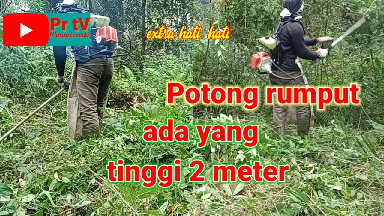 Potong rumput tinggi 2 meter. - YouTube
