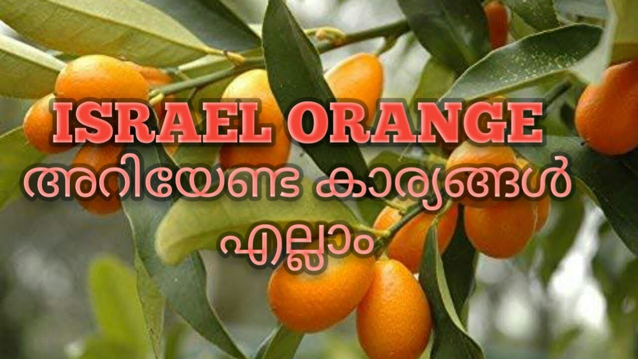 ISRAEL ORANGE#shorts - YouTube
