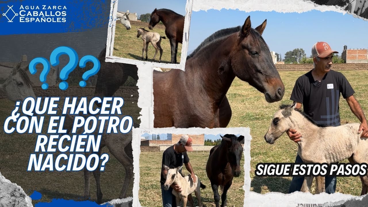 ¿Qué hacer con el Potrillo recién Nacido? 🤔 Sigue estos Pasos ...