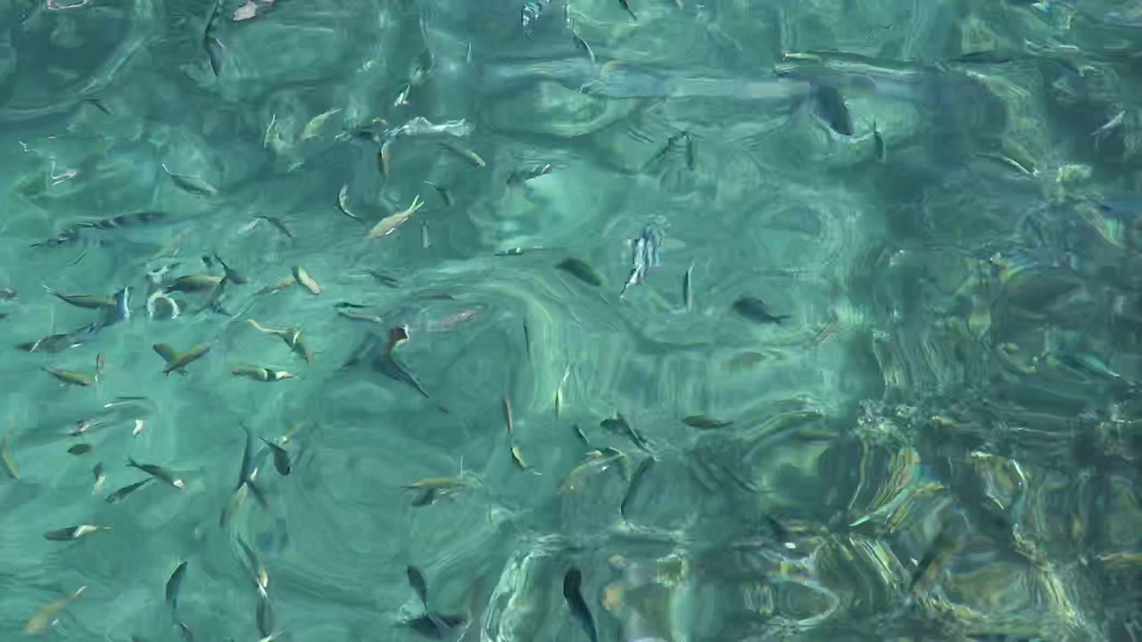 Mauritius reefs and fish - YouTube
