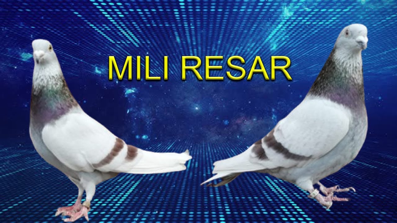 Mili Resar || মিলি রেসার || sr pigeon loft sirajganj || #kobutor # ...
