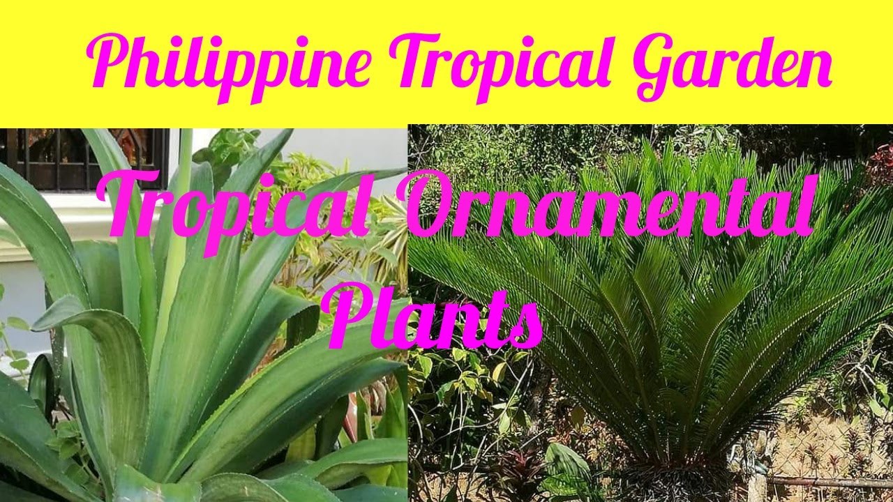 Tropical Garden Ornamental Plants | Philippine Garden Ornamental Plants ...
