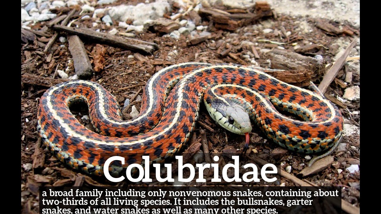 What is Colubridae? | How Does Colubridae Look? | How to Say Colubridae ...