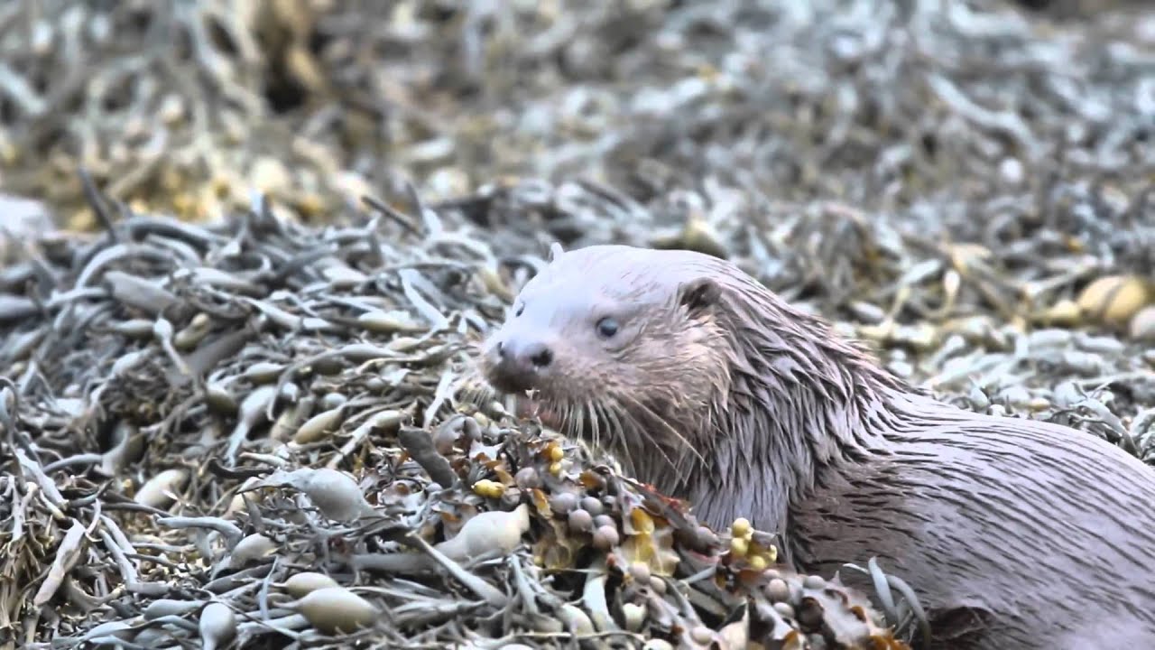 Scottish wildlife from Cairngorms, Mull, Outer Hebrides, Shetland ...