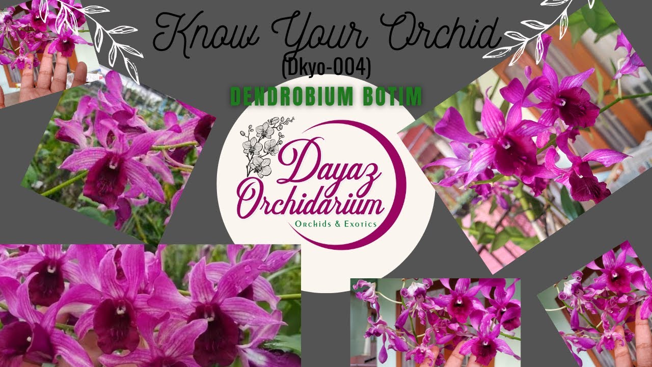 Know Your Orchid....Dendrobium Botim @dayazorchidarium7262 - YouTube