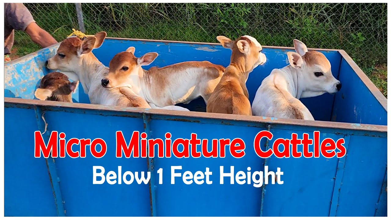 Micro miniature cow riding on cart 😘 shortest cows breed below 1 feet ...