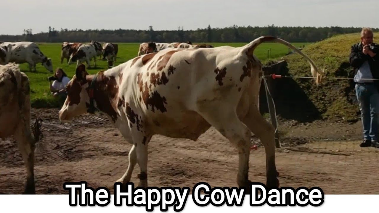 The Happy Cow Dance / Cows go outside for the first time after a long ...