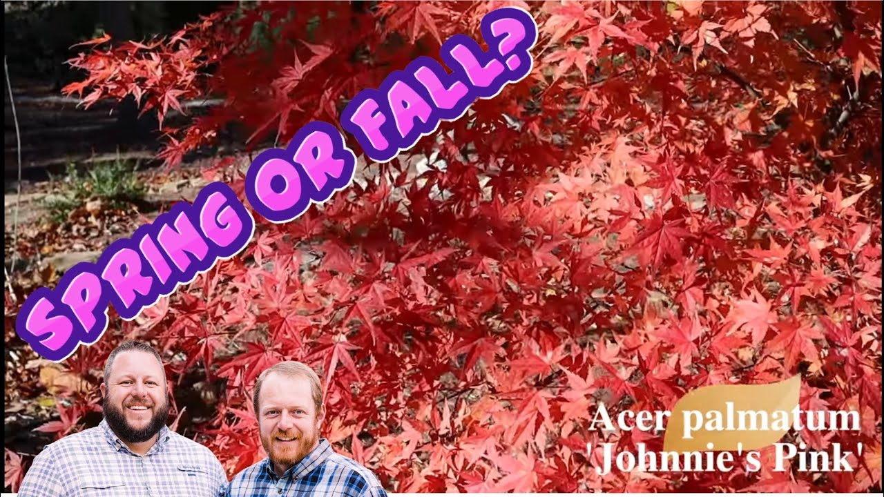 Acer palmatum 'Johnnie's Pink' | Japanese Maple in Specimen Garden | Collector’s Corner | - YouTube