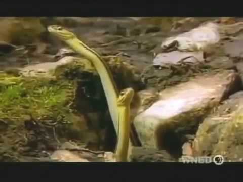 Dangerous Snakes Documentary • Full Documentary - YouTube