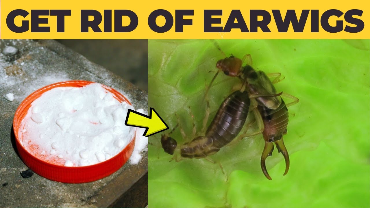 How to Get Rid of Earwigs Quickly and Easily - YouTube