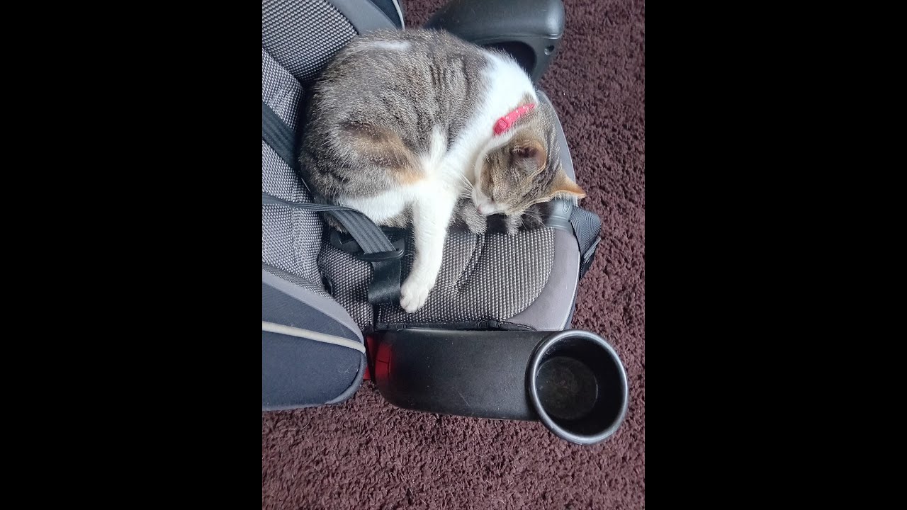 Live streaming our cat Shadow sleeping - YouTube