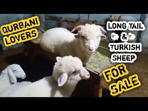 top quality long tail sheep & Turkish sheep for sale 😇 at Mandi alert ...