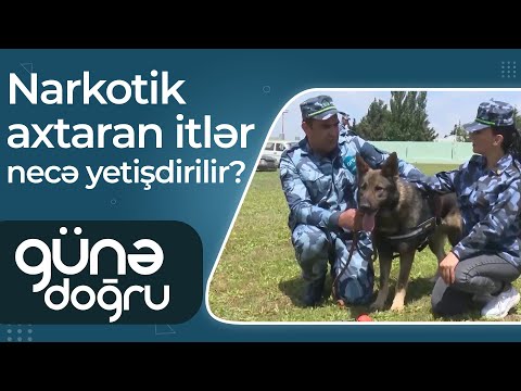 Kinoloji Mərkəz – Narkotik axtaran itlər necə yetişdirilir? – Günə doğru