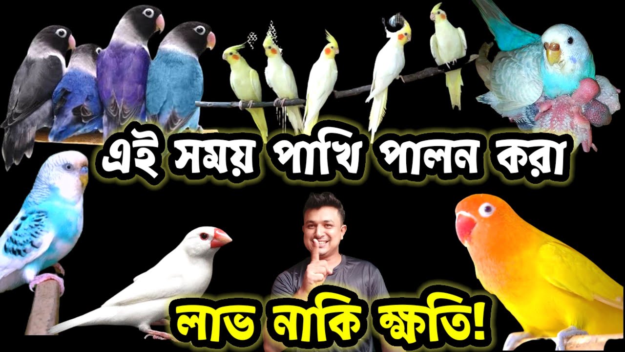 এই সময় পাখি পালন করা লাভ নাকি ক্ষতি জেনে নিন || pakhi palon poddhoti ...