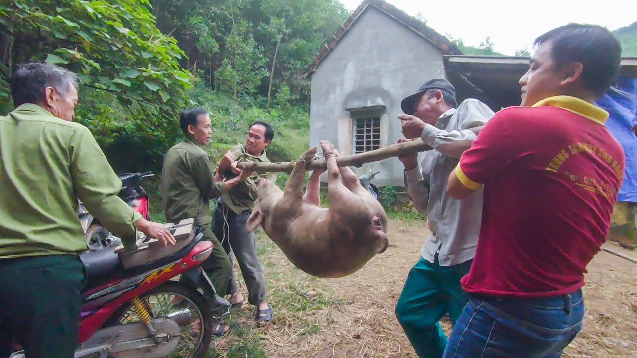 Đi bắt lợn cùng trưởng bản (Going to catch pigs with the village chief ...