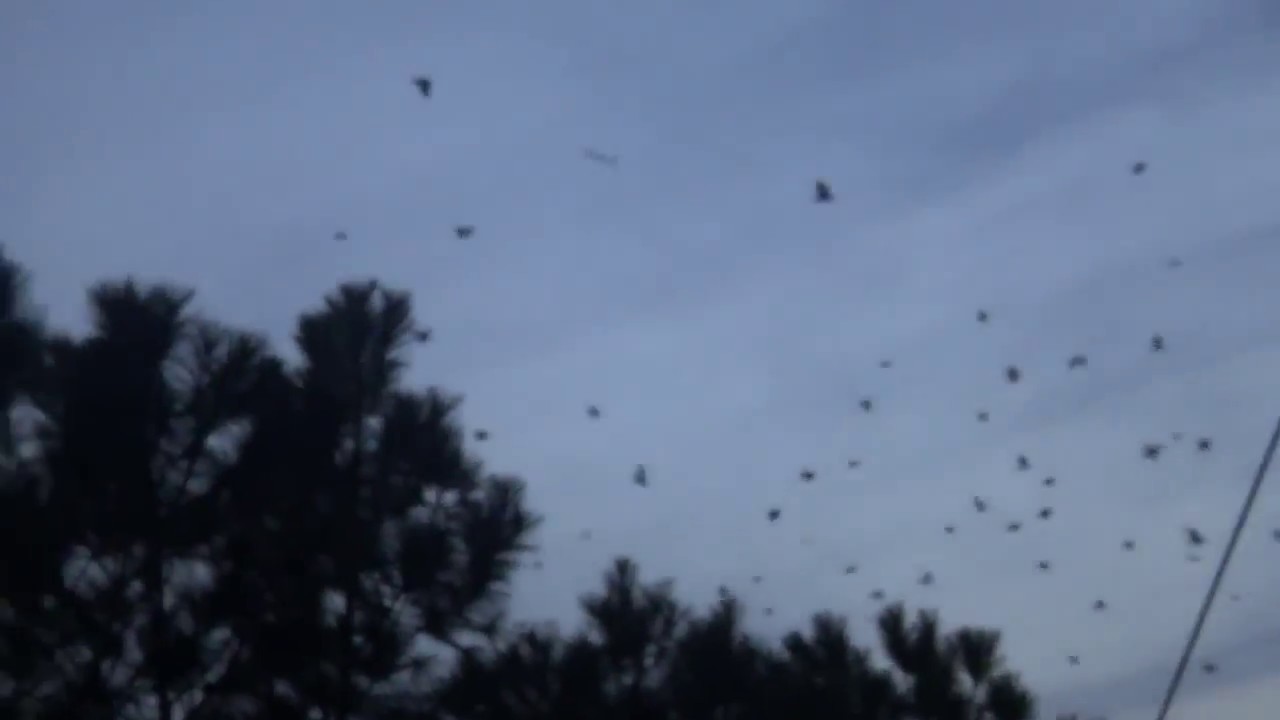 Crows in Japan - A Million Crows Flying in Japan - YouTube