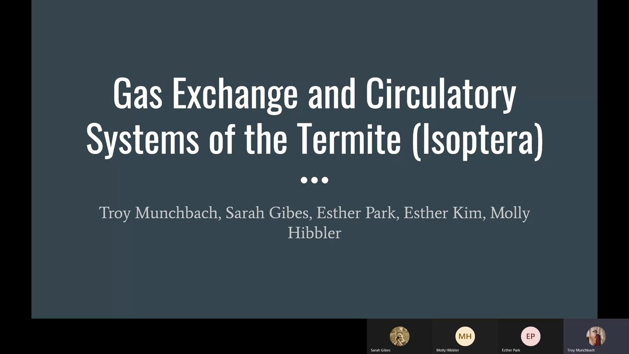 Termite Gas Exchange & Circulatory Systems - YouTube
